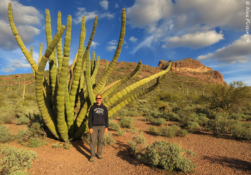 Long-Fingered Cacti & Bumpy Rides -> Organ Pipe Cactus National ...