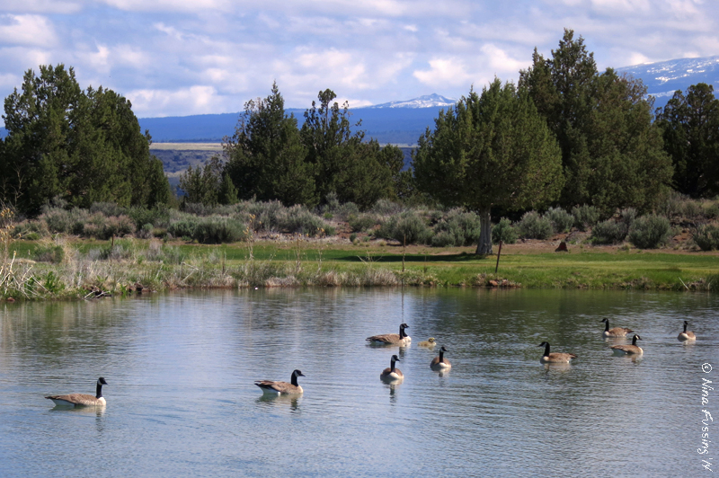 Stopover In An UN-Likely Place – Likely, CA – Wheeling It: Tales From a ...