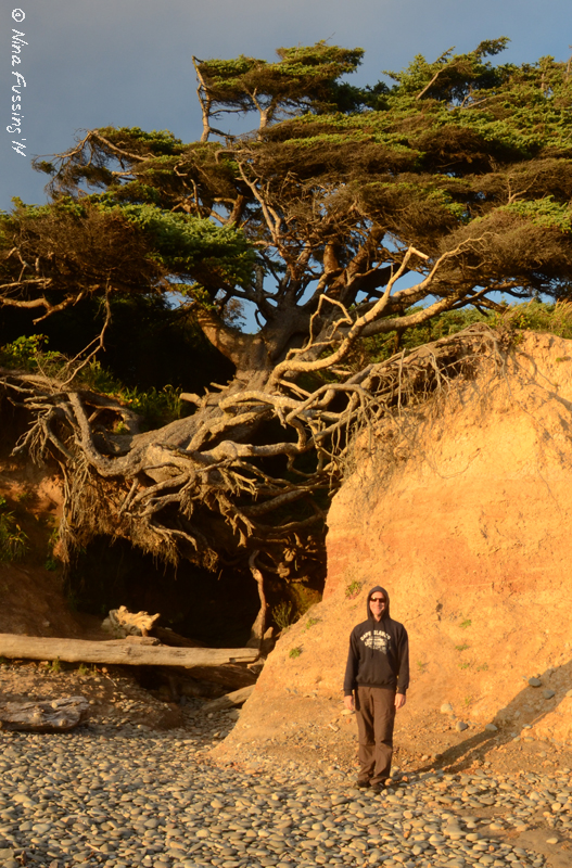 Tree Root Cave is a popular photo op at Kalaloch – Wheeling It: Tales ...