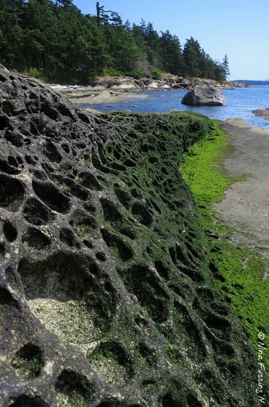 Ducks & Lighthouse Nuts – Patos Island, WA – Wheeling It: Tales From a ...
