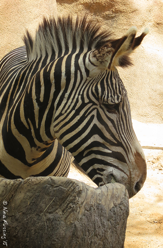 Zebra’s always fascinate me – Wheeling It: Tales From a Nomadic Life