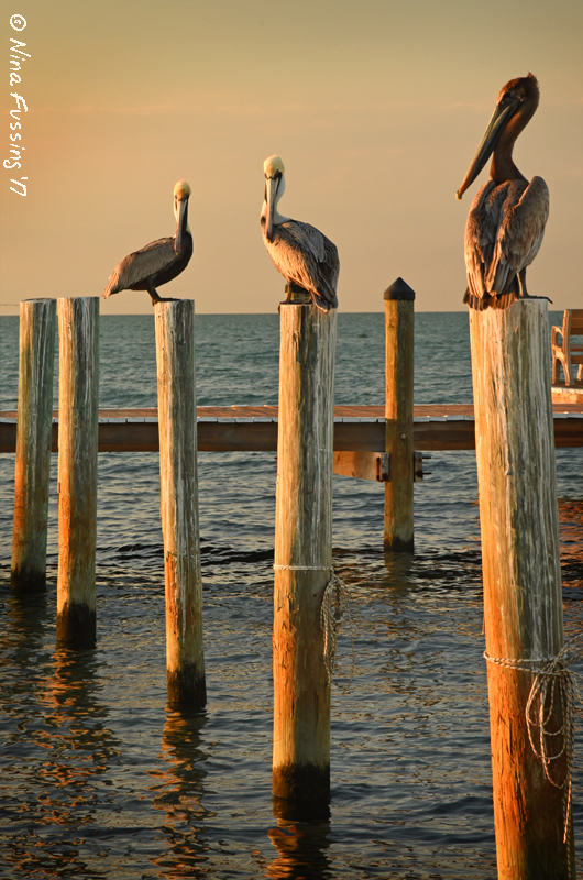 Gulls – Wheeling It: Tales From a Nomadic Life