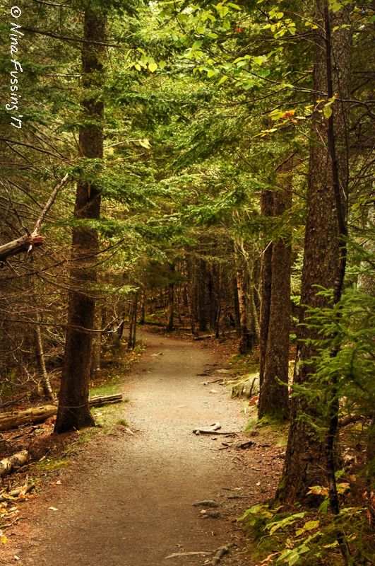 Ocean Path forest – Wheeling It: Tales From a Nomadic Life