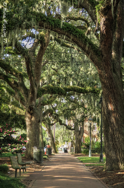 Savannah Squares – Wheeling It: Tales From a Nomadic Life