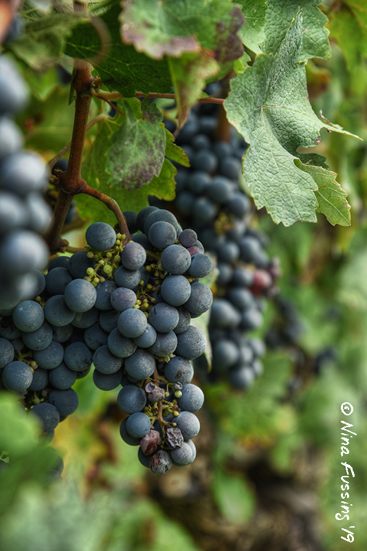 Fat and juicy grapes – Wheeling It: Tales From a Nomadic Life