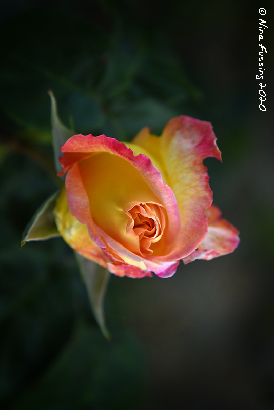 Rosebud – Wheeling It: Tales From a Nomadic Life