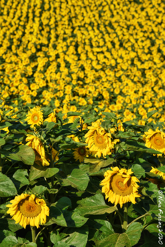 Sunflowers, Tomatoes & Rainbows – Wheeling It: Tales From a Nomadic Life