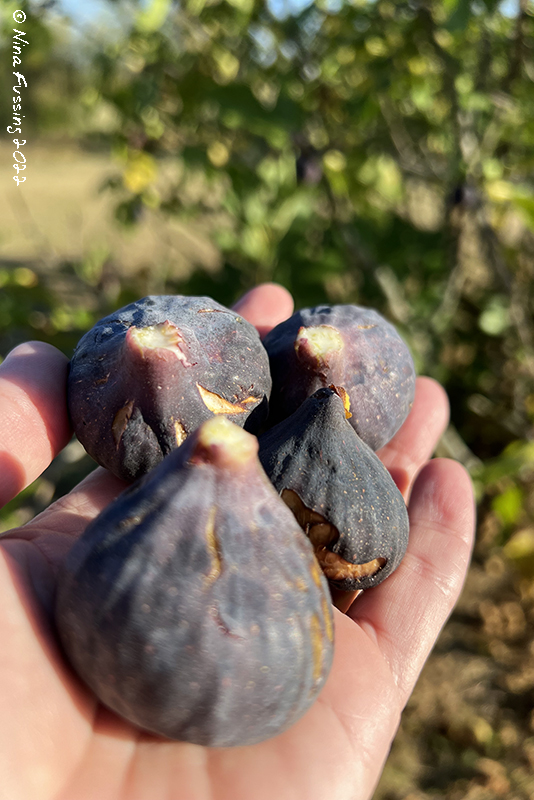 Early figs – Wheeling It: Tales From a Nomadic Life