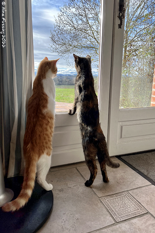 Something intriguing out there! – Wheeling It: Tales From a Nomadic Life